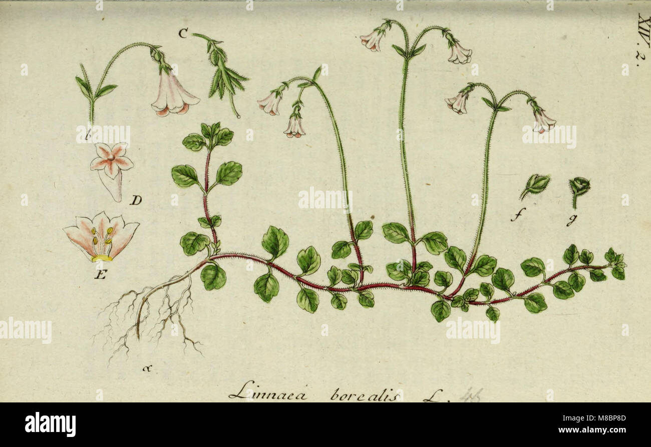 Deutschlands Flora in Abbildungen nach der Natur (1806) is a botanical ...