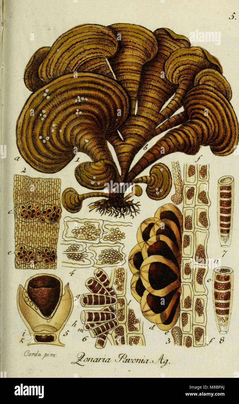 'Deutschlands Flora in Abbildungen nach der Natur' (1832) provides a ...