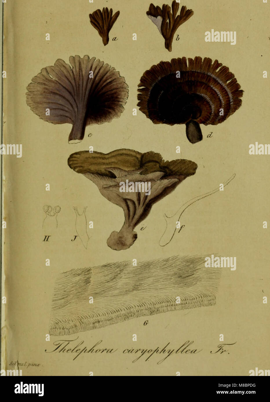 'Deutschlands Flora in Abbildungen nach der Natur' (1841) is a ...