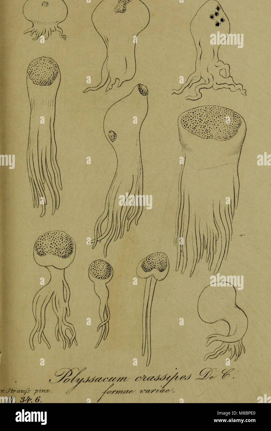 'Deutschlands Flora in Abbildungen nach der Natur' (1841) is a German ...