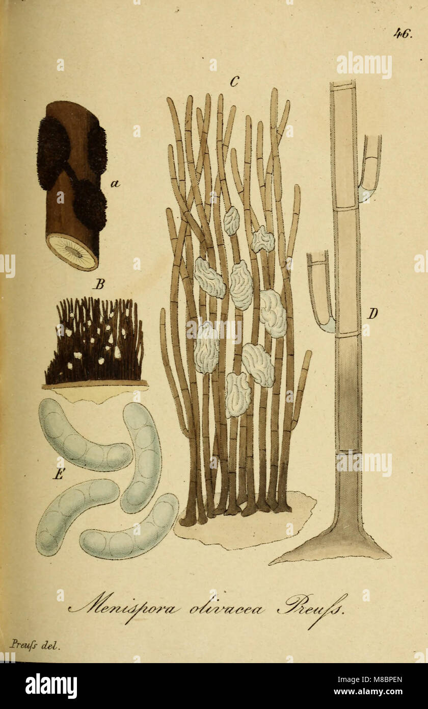 This German publication presents the flora of Germany, featuring ...