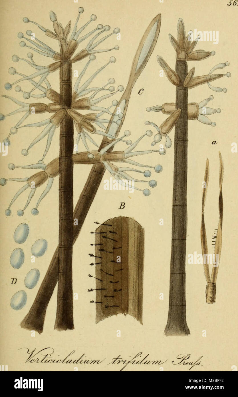 'Deutschlands Flora in Abbildungen nach der Natur' (Germany's Flora in ...