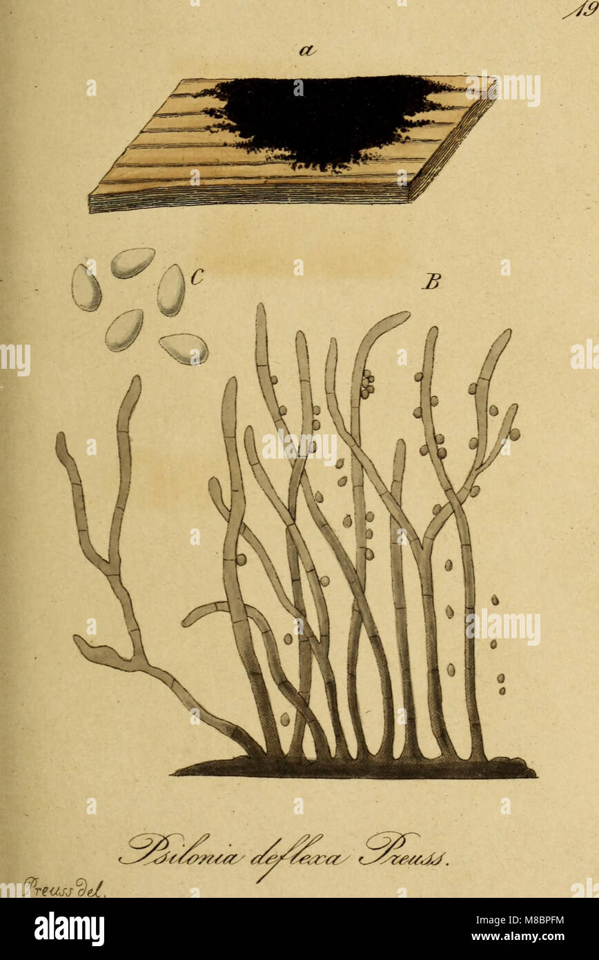 A 1862 German publication, 'Deutschlands Flora in Abbildungen nach der ...