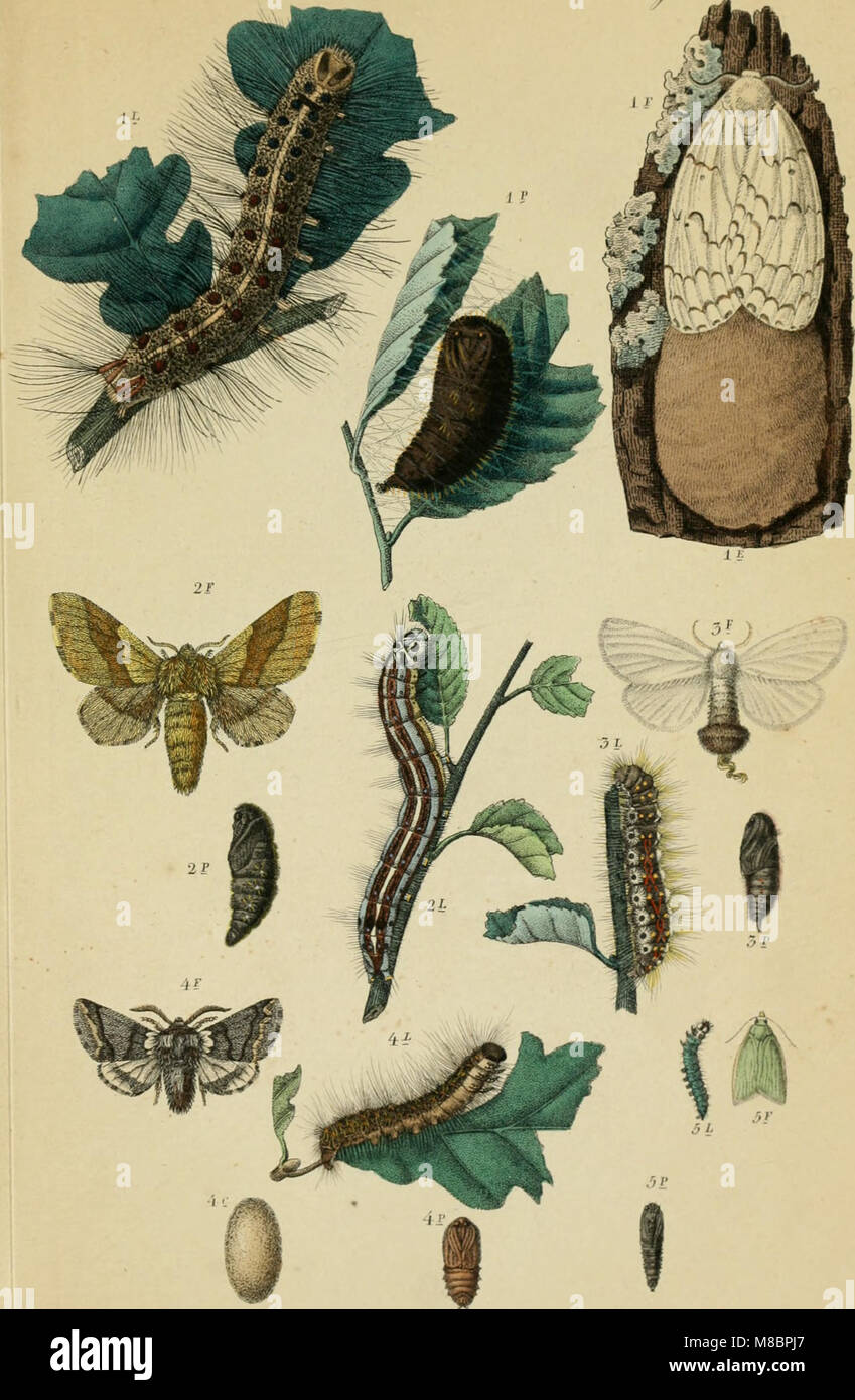 Harmful forest insects hi-res stock photography and images - Alamy