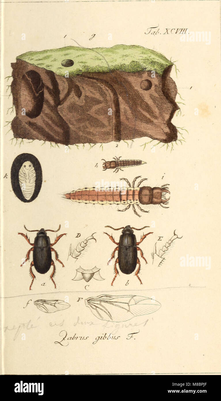 'Deutschlands Insecten' (1805) is an entomological study documenting ...