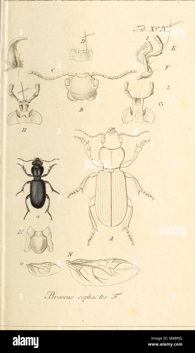'Deutschlands Insecten' (1805) is a comprehensive work on the insects ...