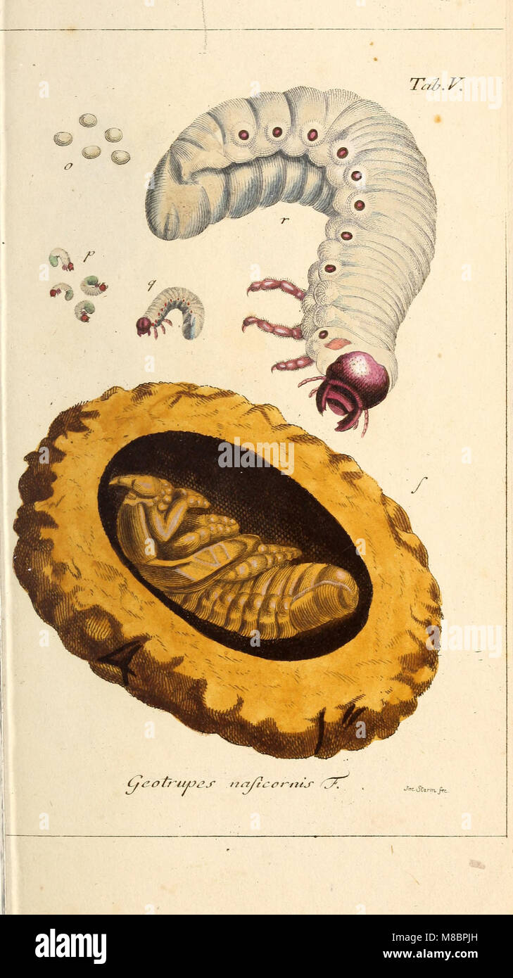 This 1805 text focuses on the insects of Germany, detailing various ...