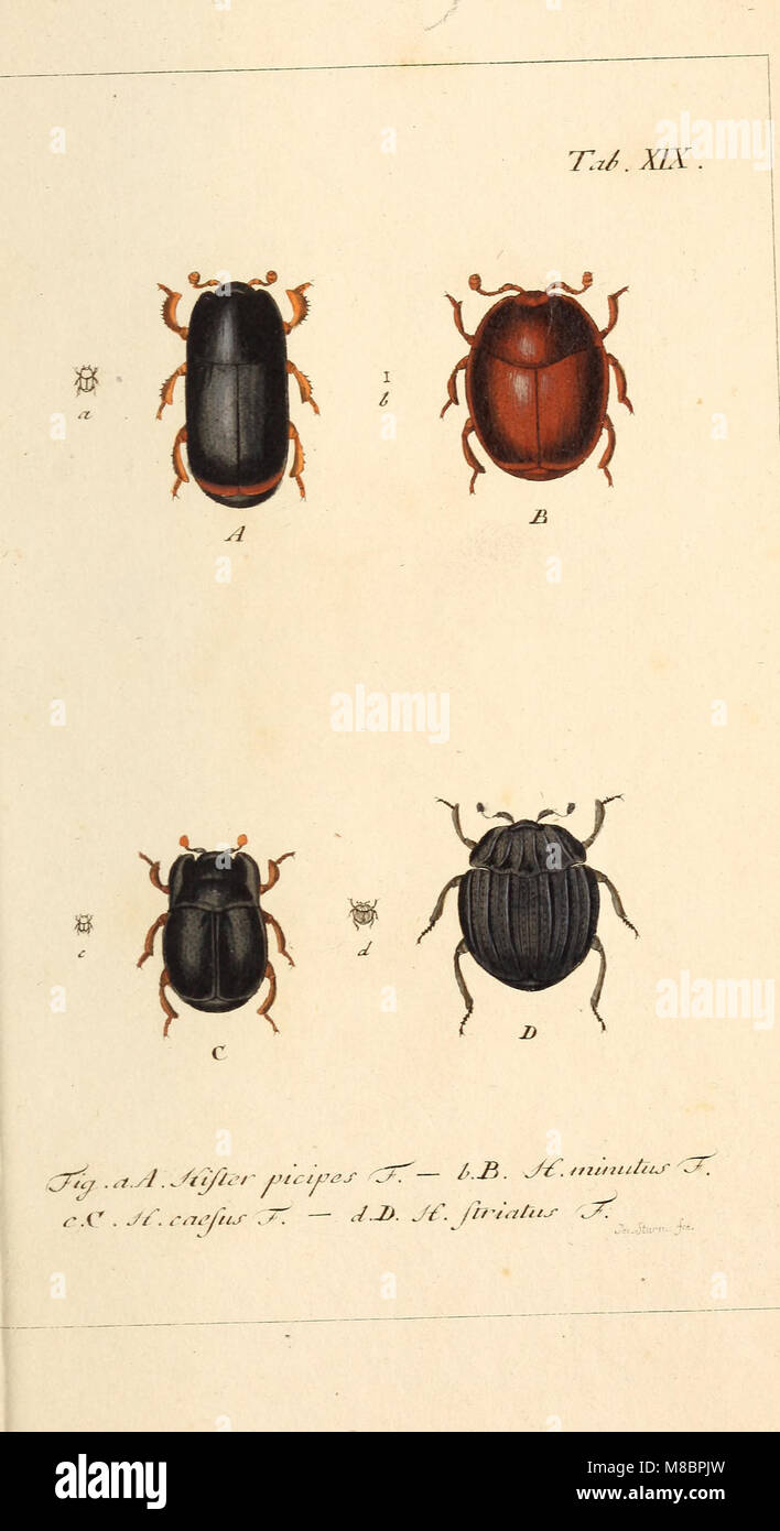 Deutschlands Insecten (1805) is a work documenting the insects of ...