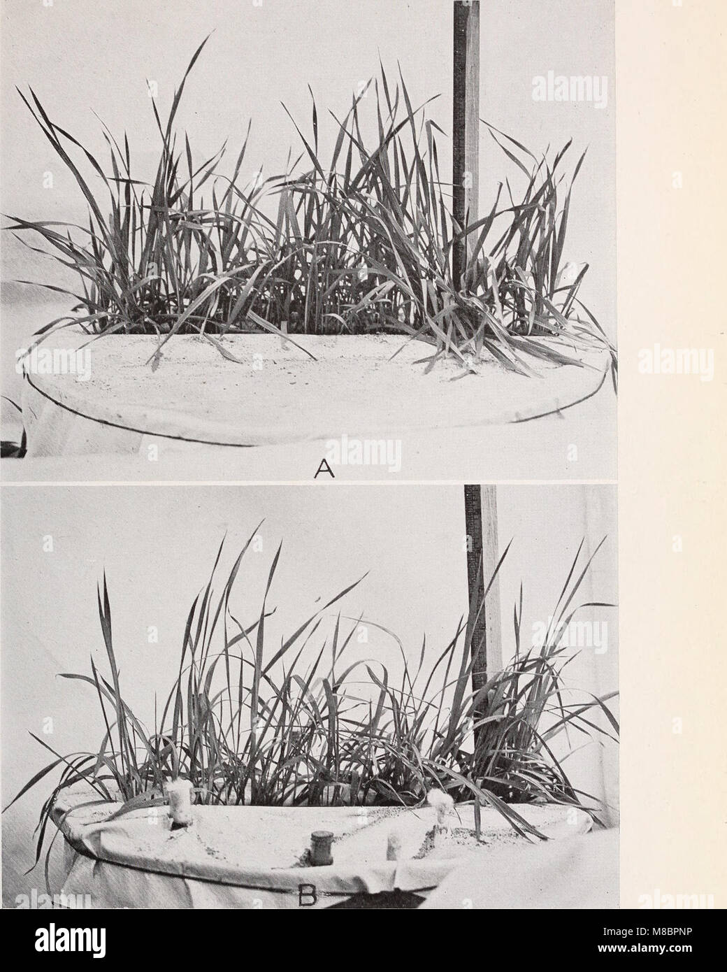 Absorption of water in plants hi-res stock photography and images - Alamy