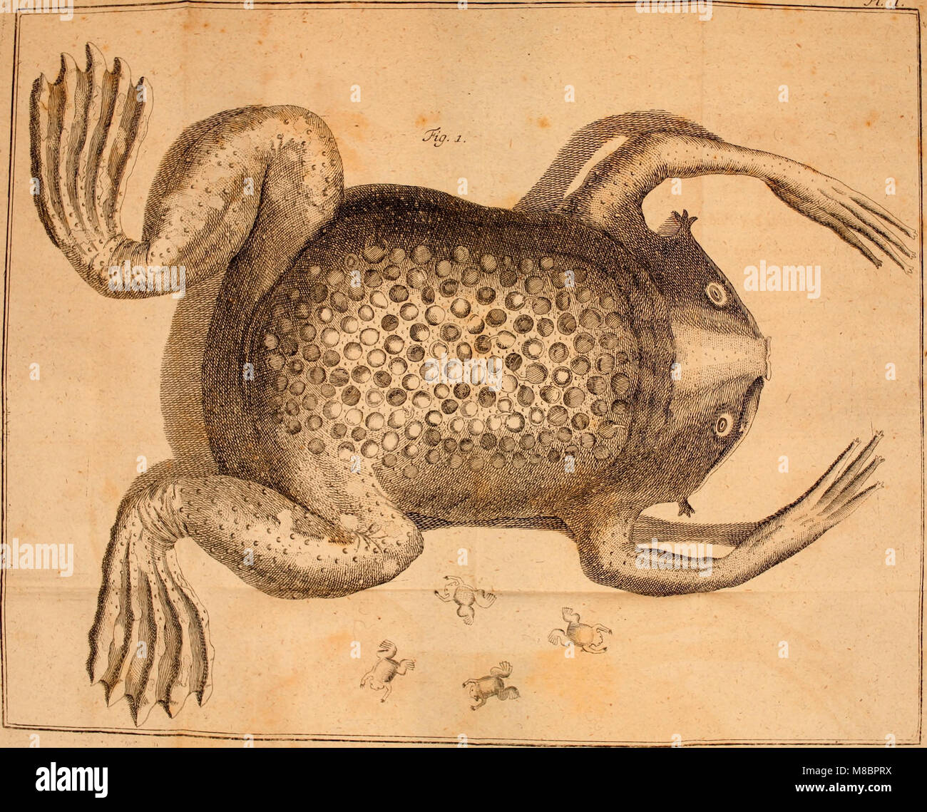 Crapaud du surinam hi-res stock photography and images - Alamy