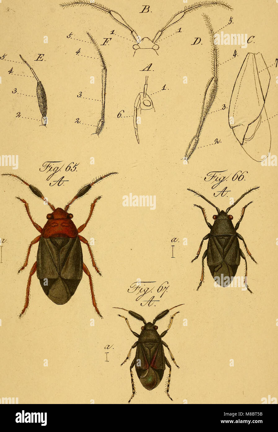 An 1831 work illustrating and describing true bugs (Hemiptera) in ...