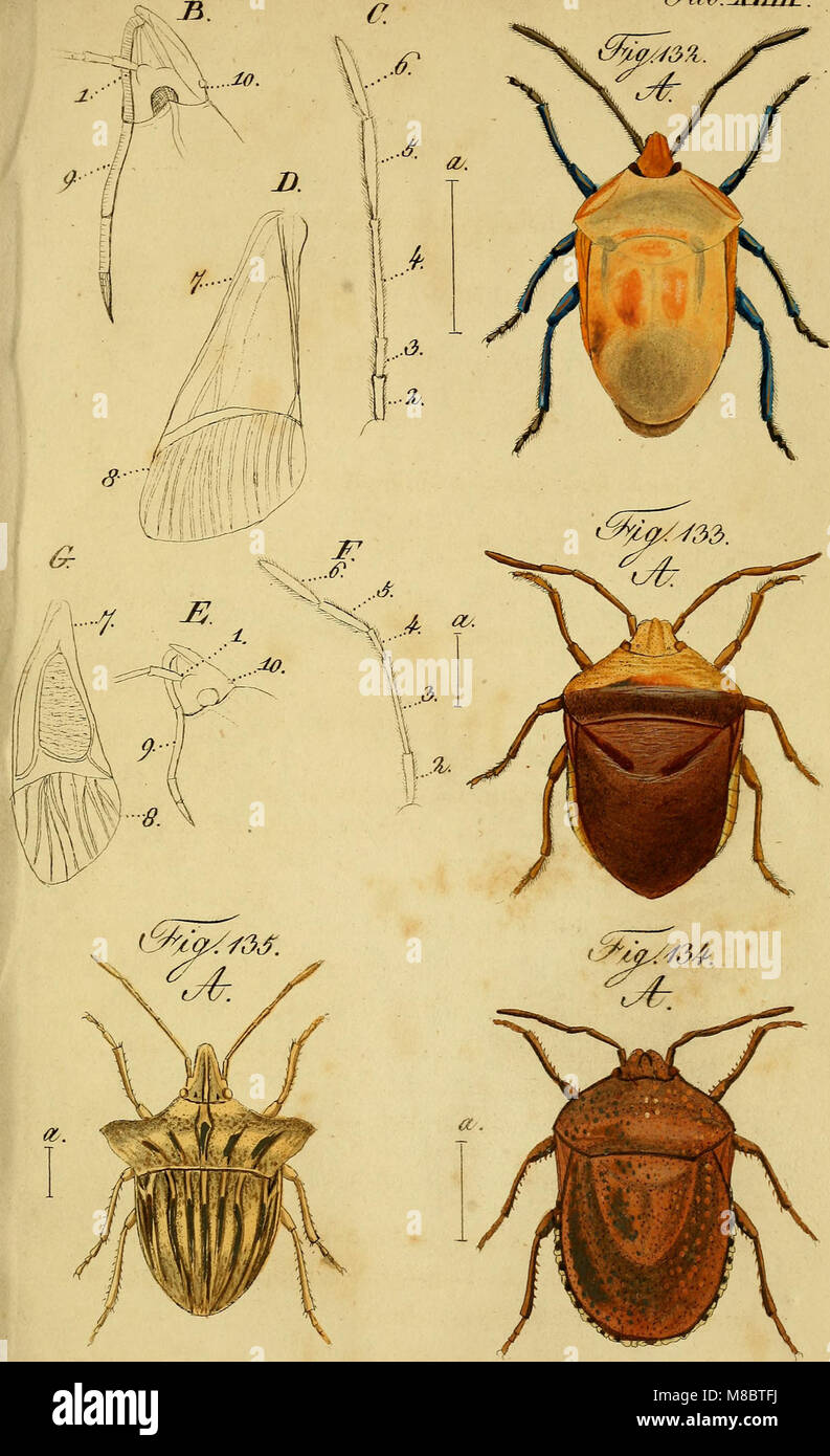 An 1831 work detailing the true bugs (Hemiptera), featuring accurate ...
