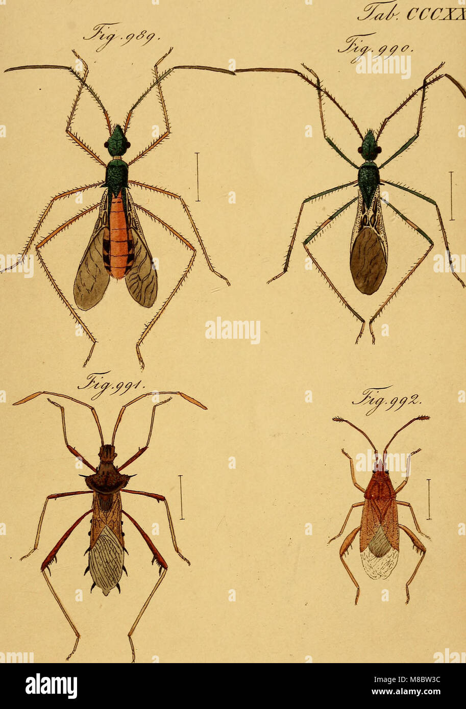 This 1831 work focuses on the true bugs (Hemiptera), accurately ...