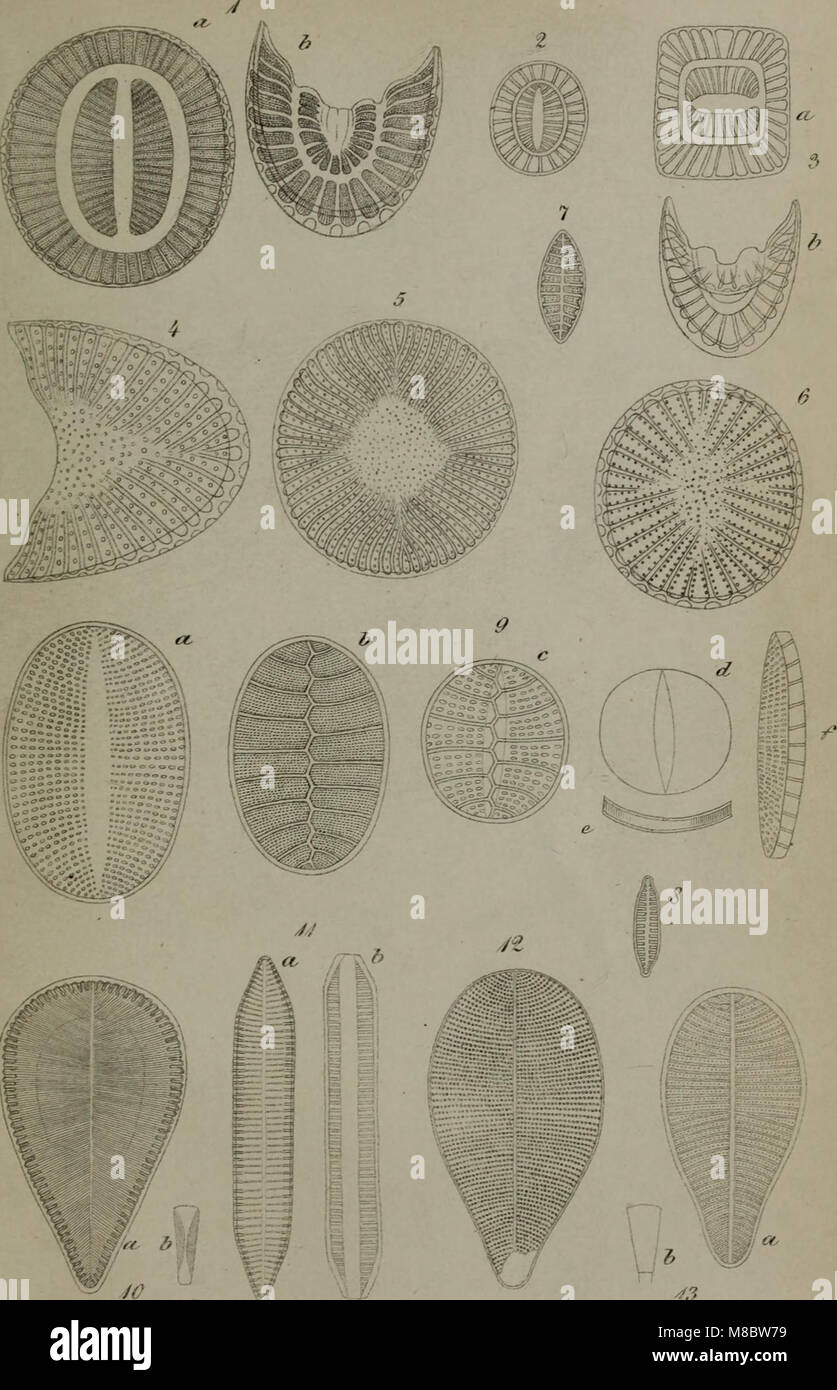 Different diatom species hi-res stock photography and images - Alamy