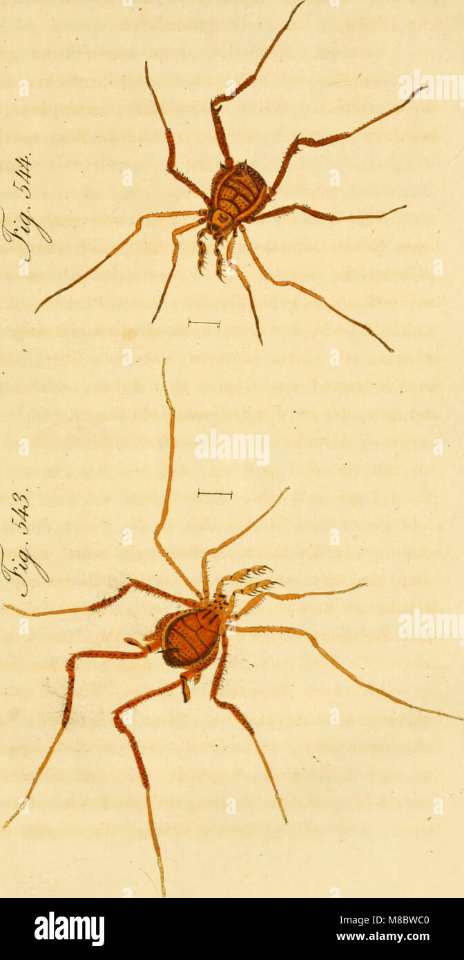 'Die Arachniden' (1831) is a detailed study of arachnids, providing ...