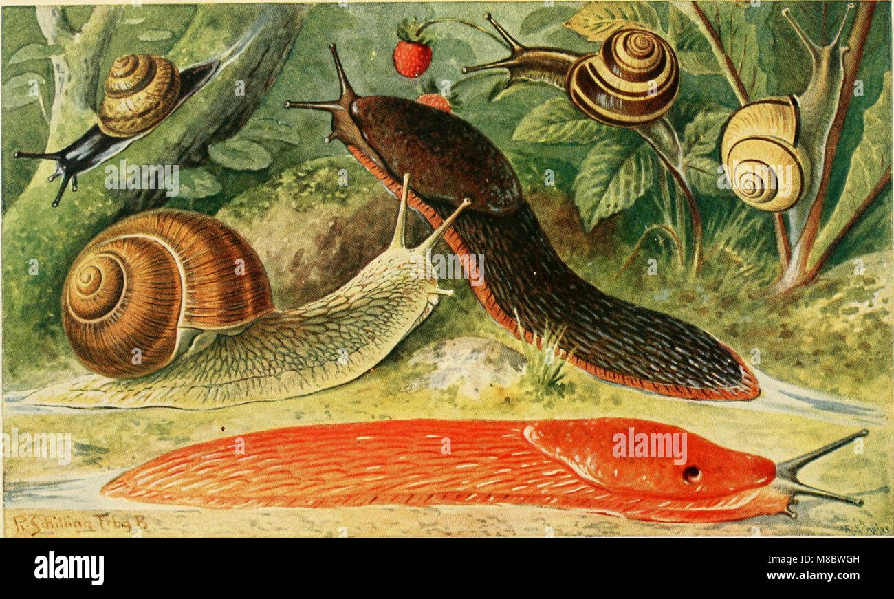 'Die Weichtiere Deutschlands' (1909) is a biological study on the ...