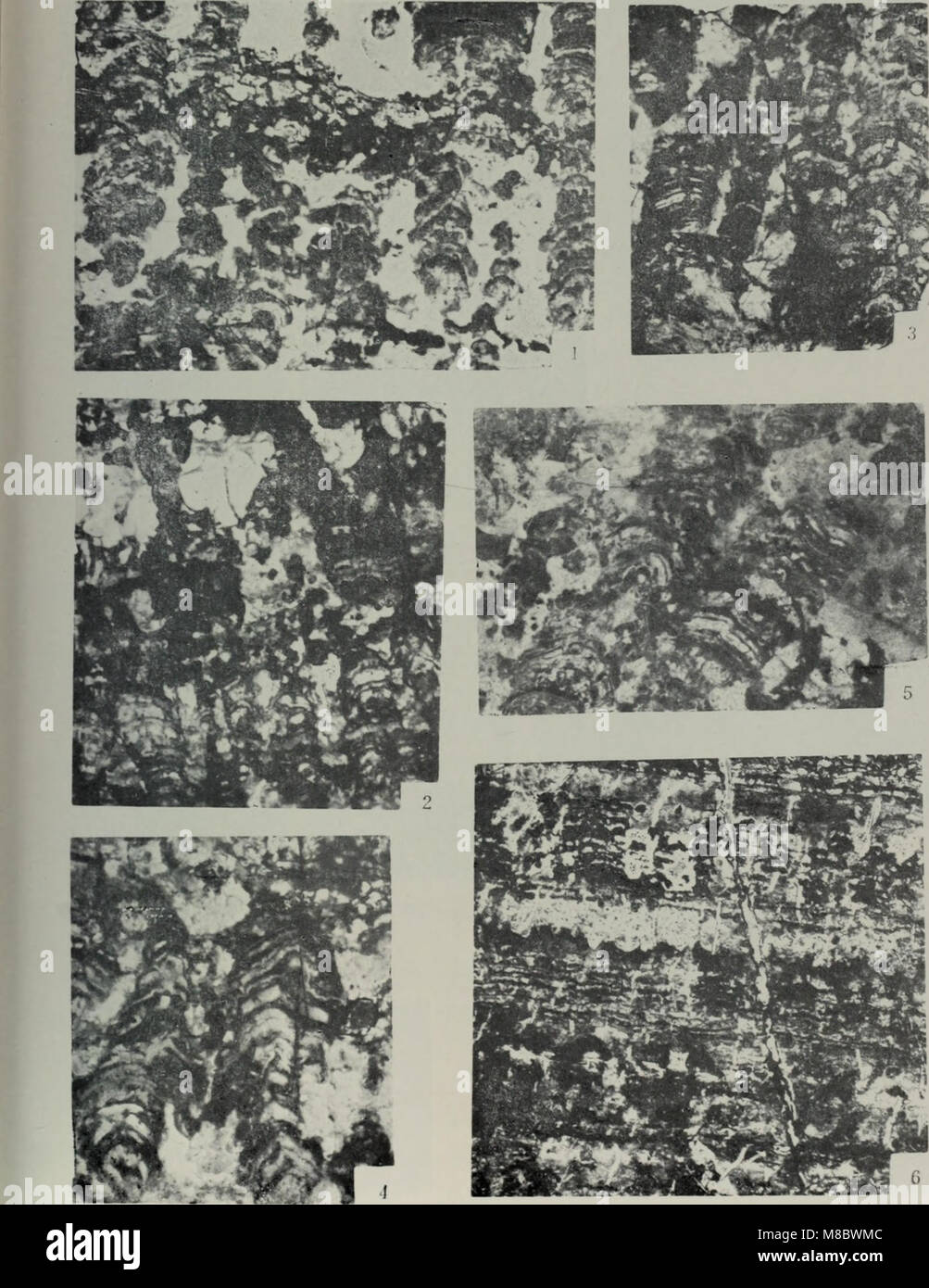 Guo hua hi-res stock photography and images - Alamy