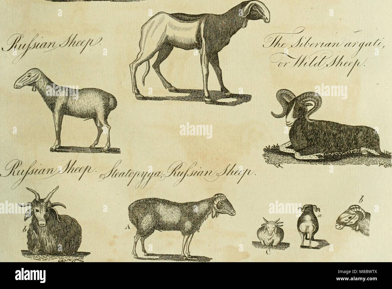This encyclopedic work organizes various fields of knowledge, including ...