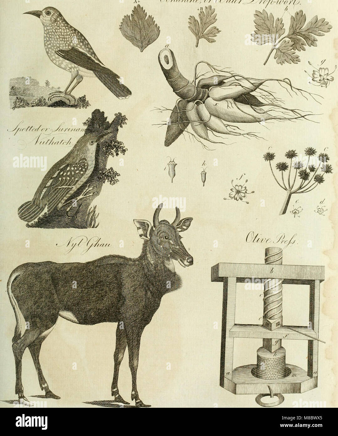 An encyclopedic work that organizes knowledge across various fields ...