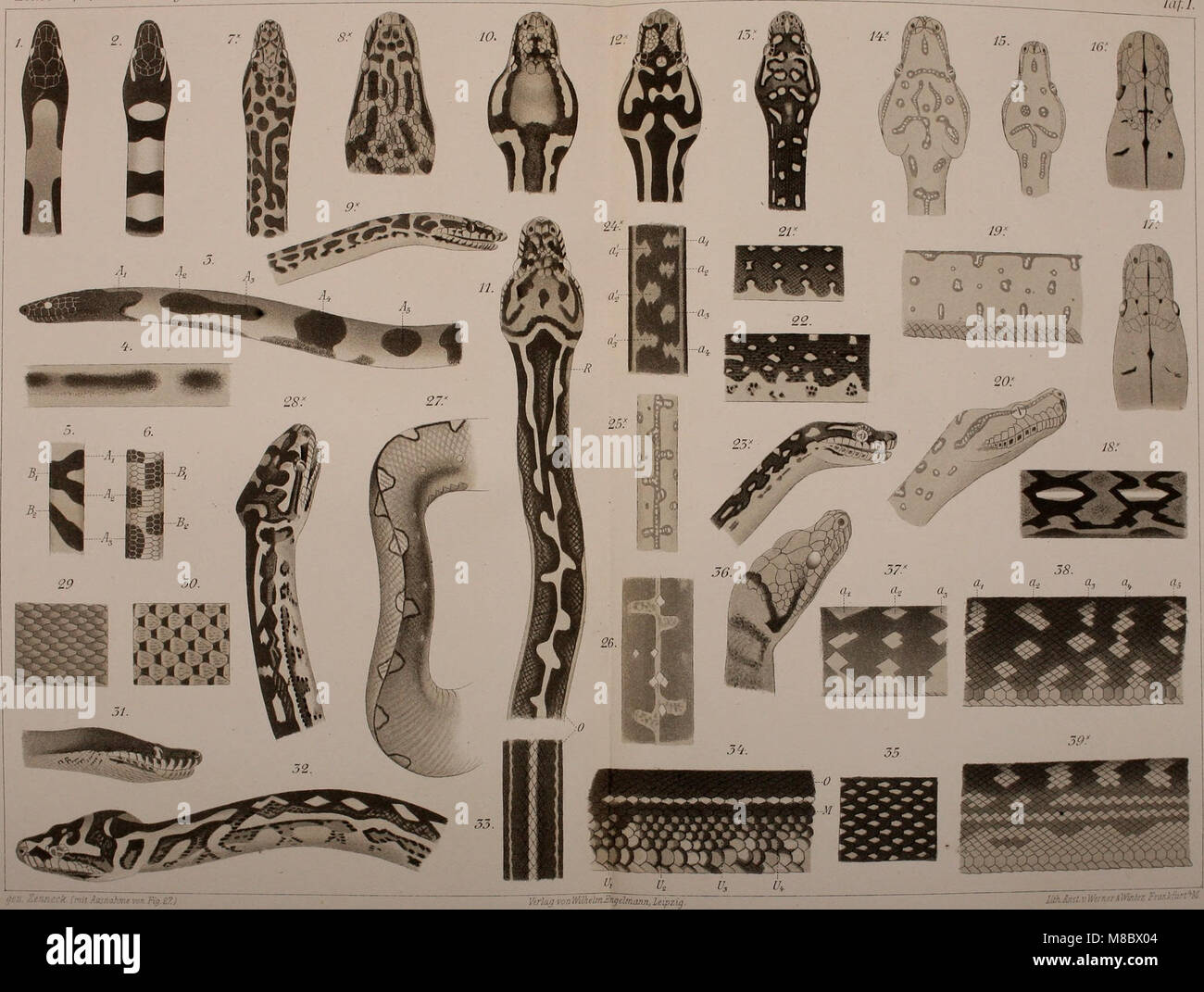 'Die Zeichnung der Boiden' is a 1898 publication focusing on the study ...