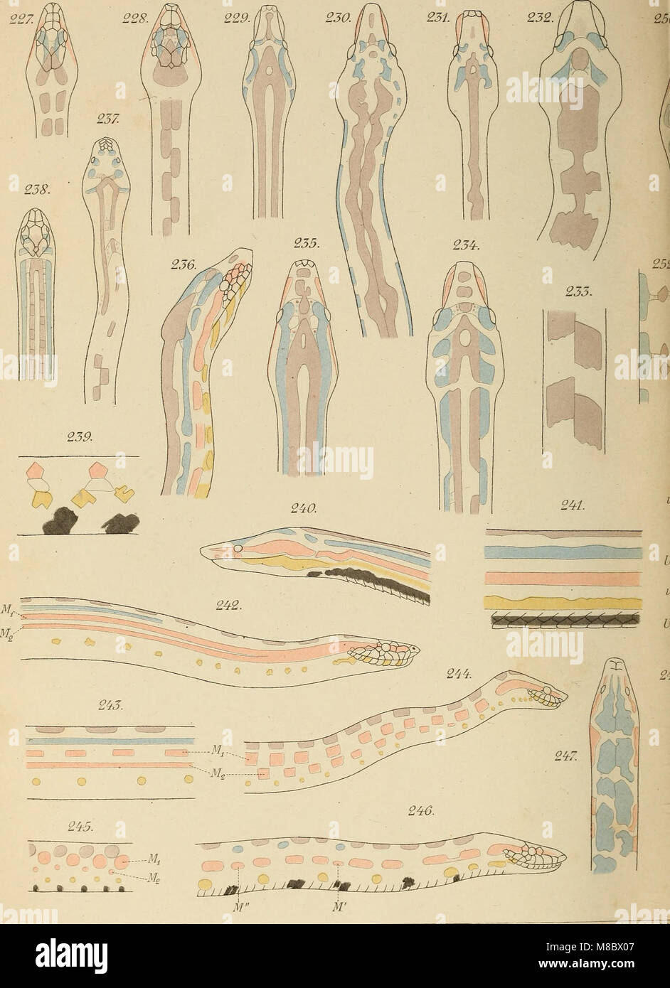 'Die Zeichnung der Boiden' (1898) is a scientific work that explores ...