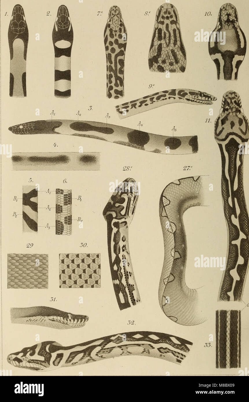 This 1898 German publication focuses on the illustrations and detailed ...