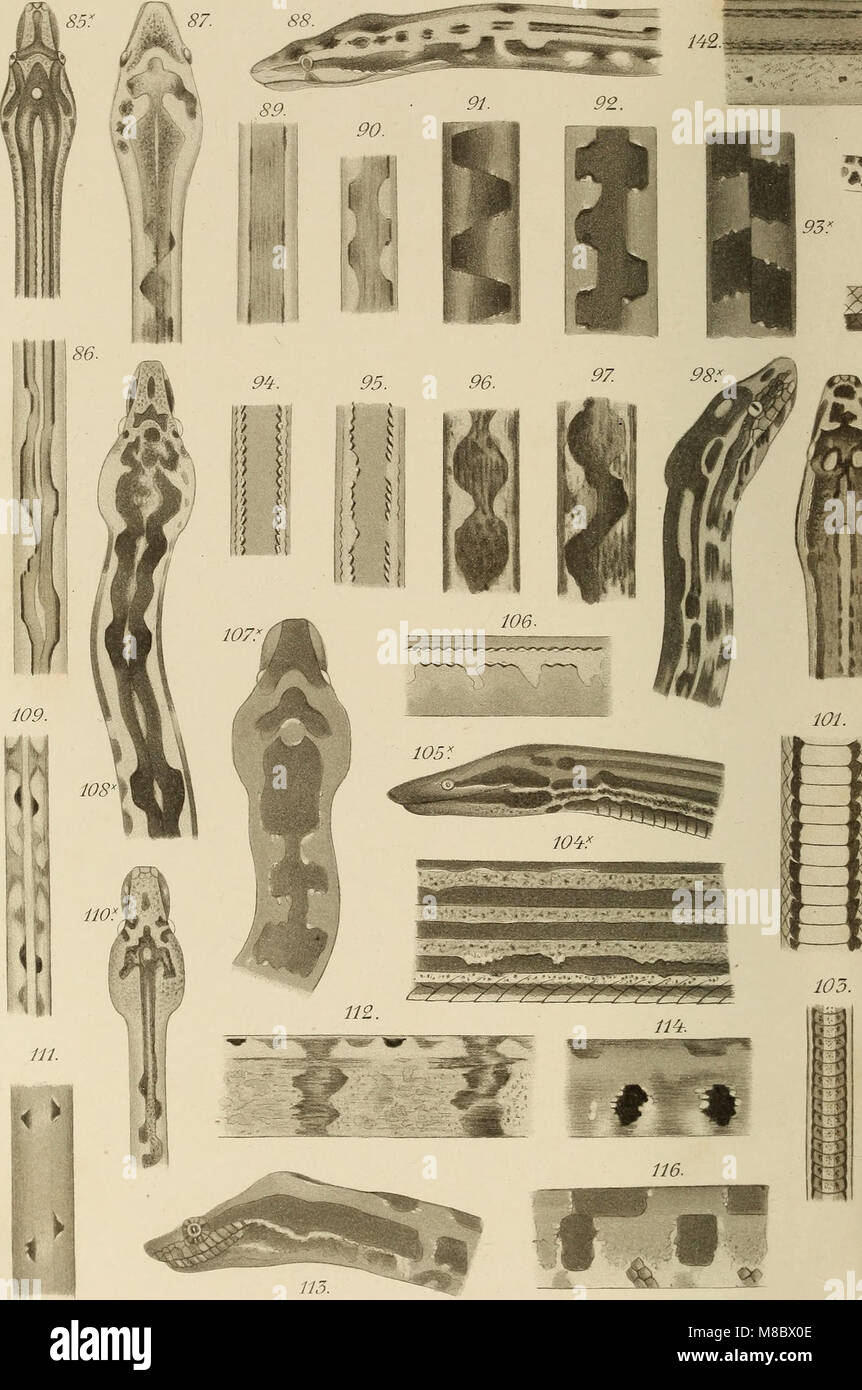 A 1898 work on the illustration of boas, focusing on the detailed ...