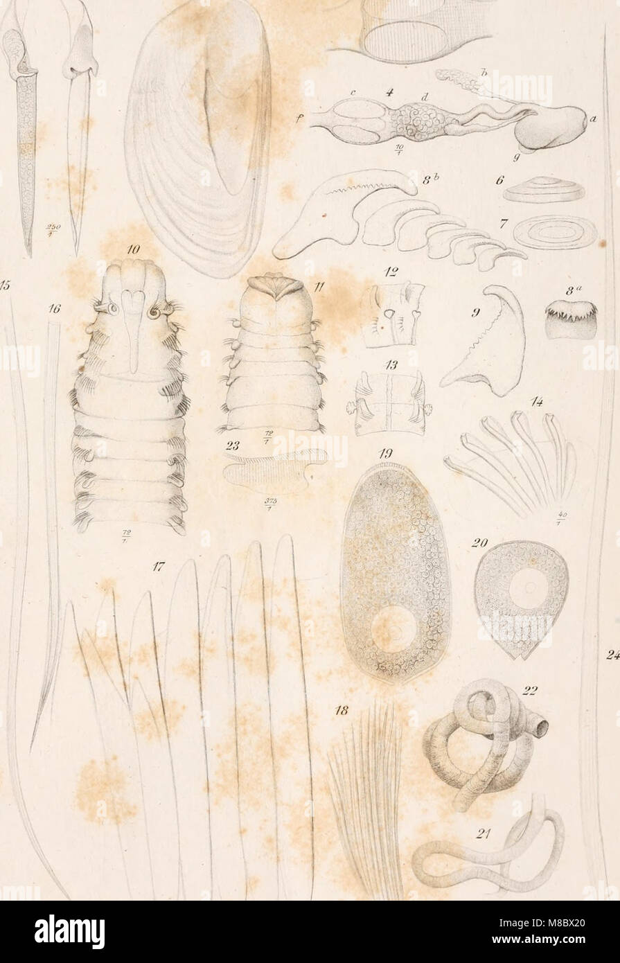 The second German North Polar expedition of 1869-1870, led by Captain ...