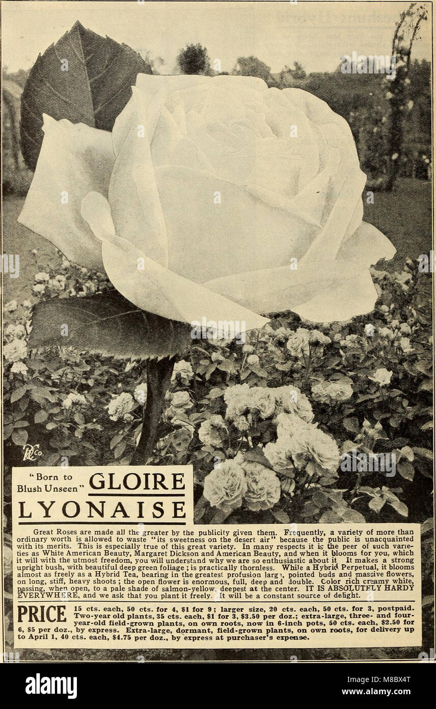 Dingee guide to rose culture (1909) (20332436484 Stock Photo - Alamy