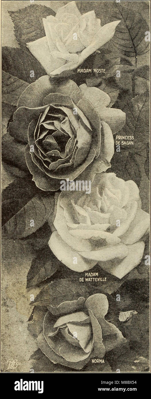 The 1909 Dingee Guide to Rose Culture offers practical advice on ...