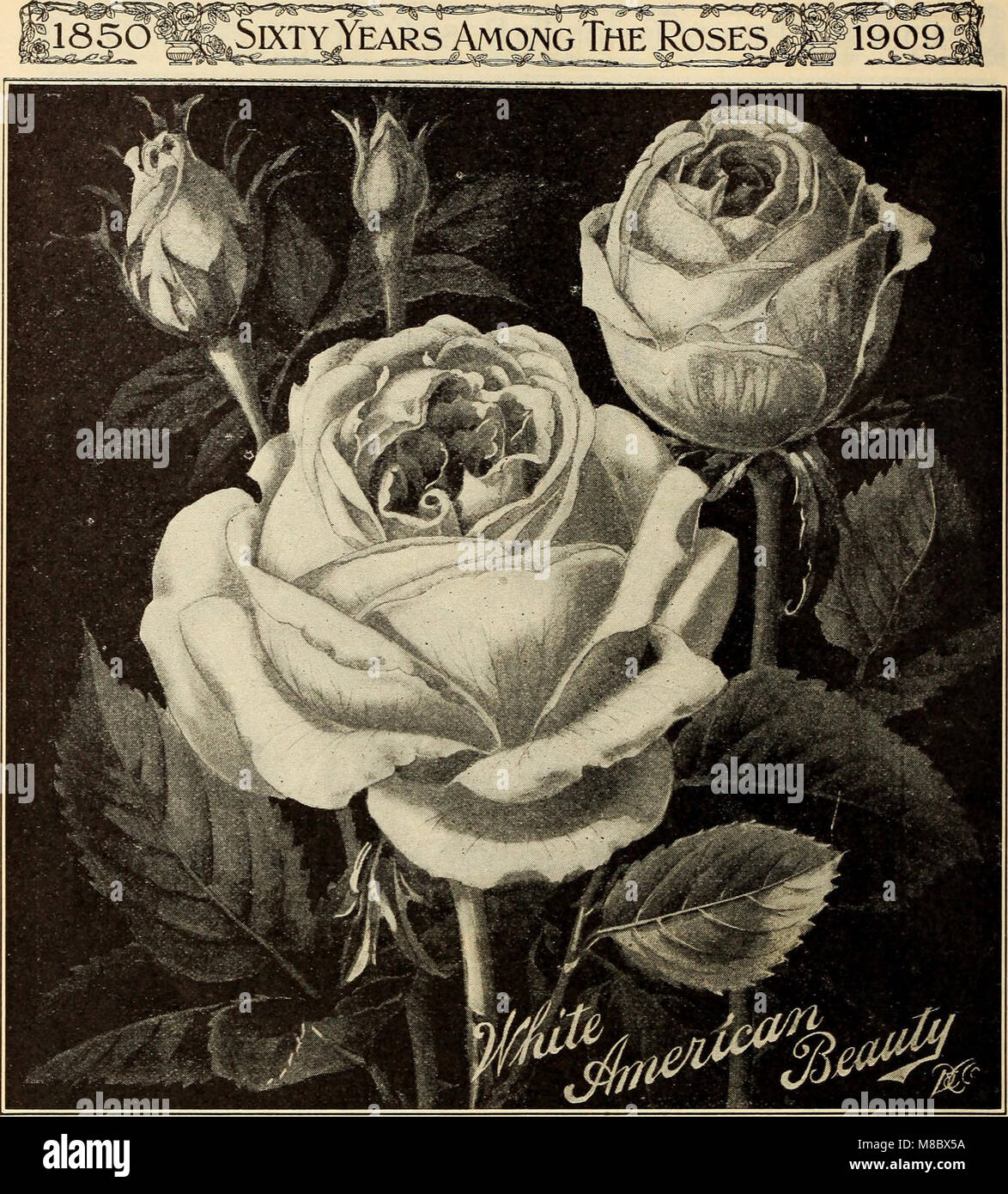 The 'Dingee Guide to Rose Culture' (1909) provides expert advice on ...