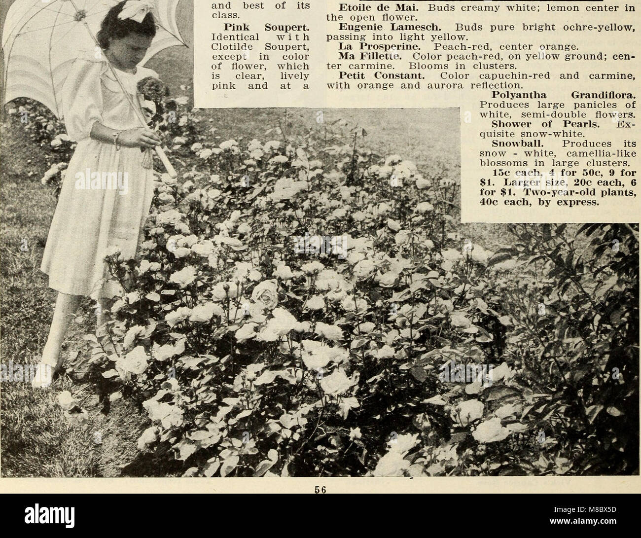 Dingee guide to rose culture (1913) (20332996144 Stock Photo - Alamy