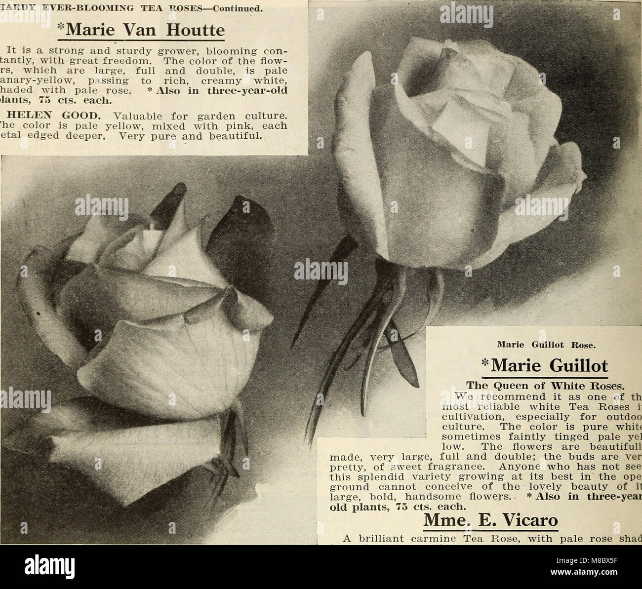 Dingee guide to rose culture (1913) (20334507673 Stock Photo - Alamy