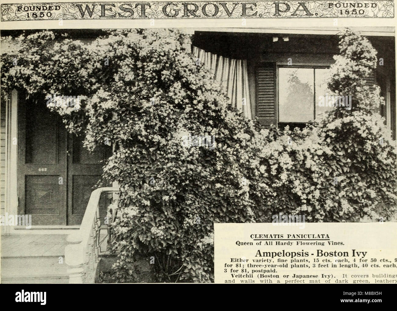 Dingee guide to rose culture (1913) (20767690668 Stock Photo - Alamy