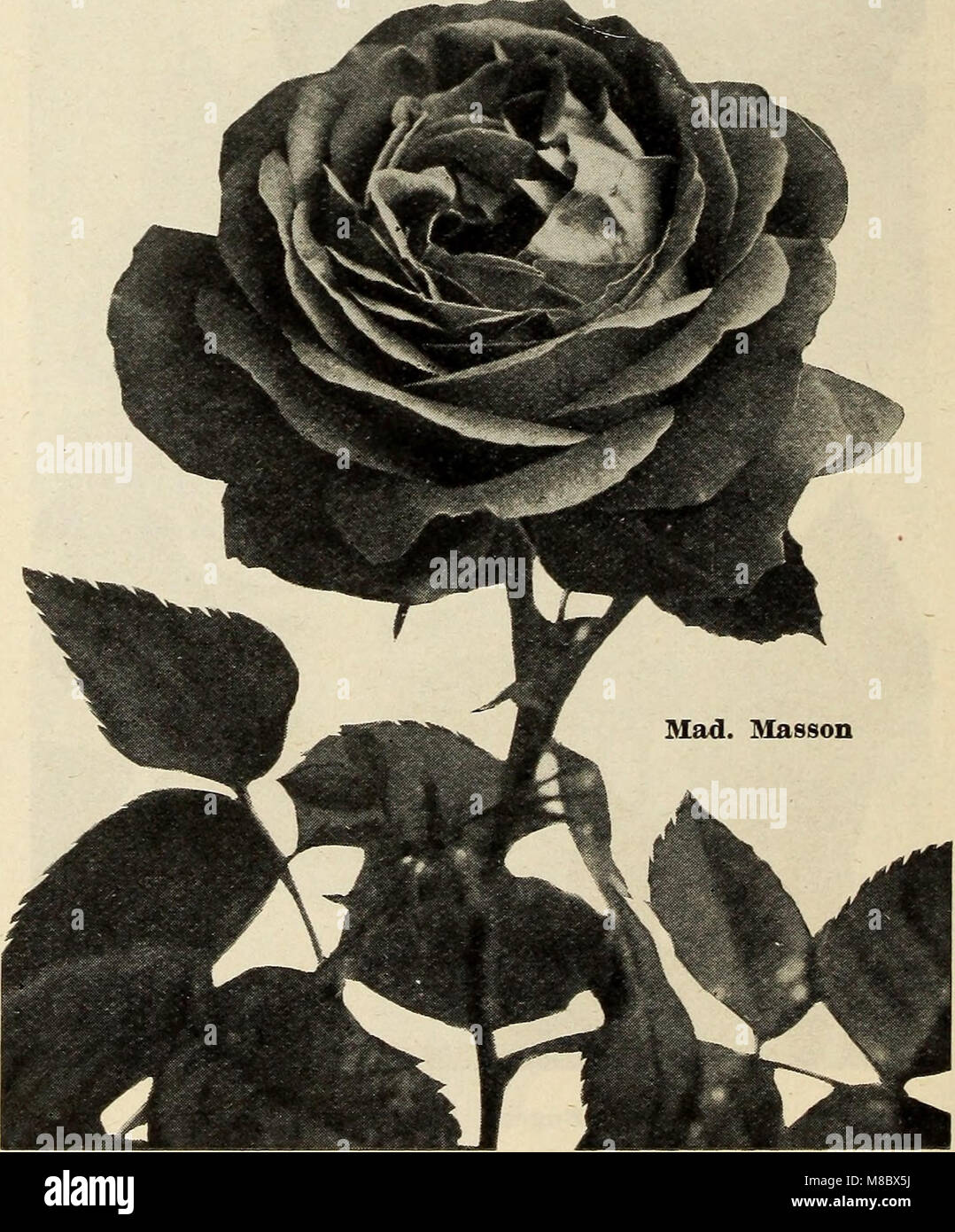 The *Dingee Guide to Rose Culture* (1913) provides practical advice for ...
