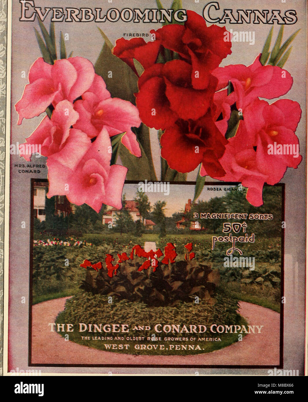 The 1916 Dingee Guide to Rose Culture offers expert advice on the ...