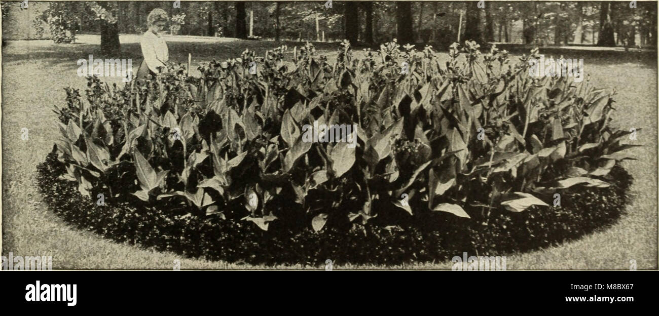 Dingee guide to rose culture (1916) (20333575454 Stock Photo - Alamy