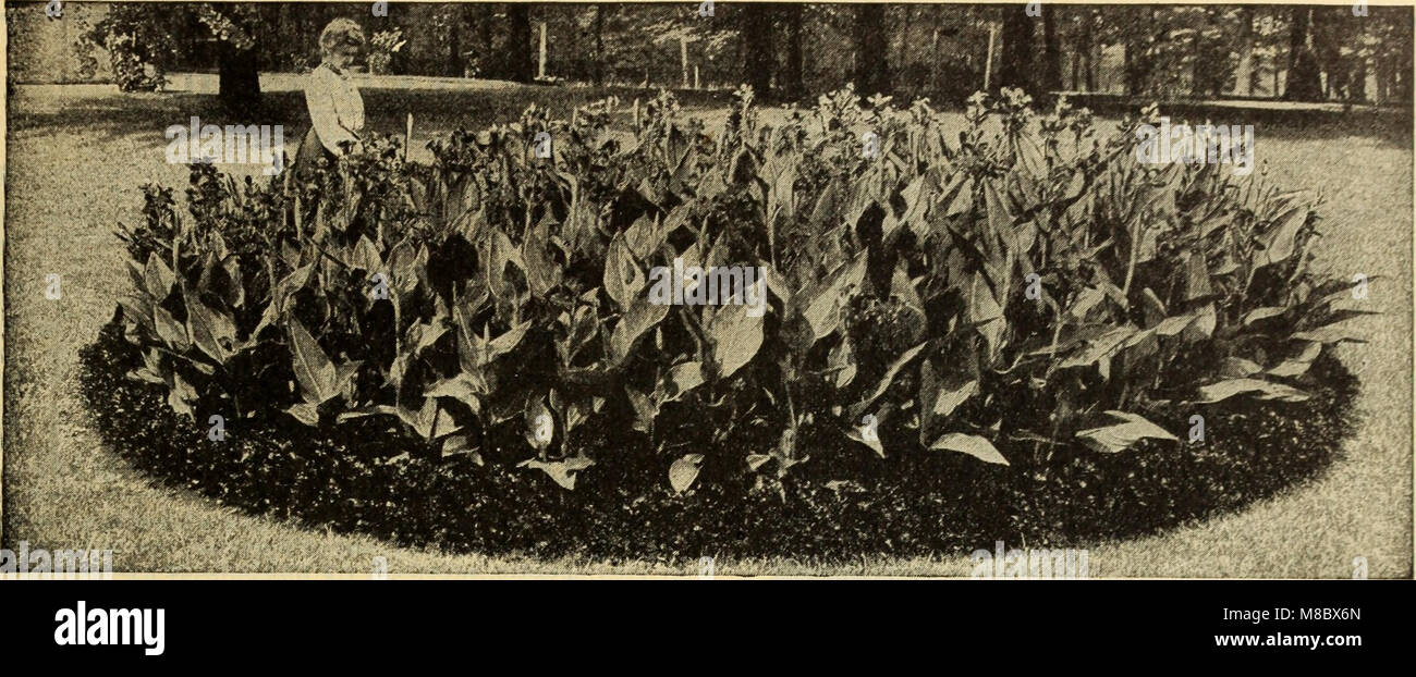 Dingee guide to rose culture (1916) (20929682256 Stock Photo - Alamy