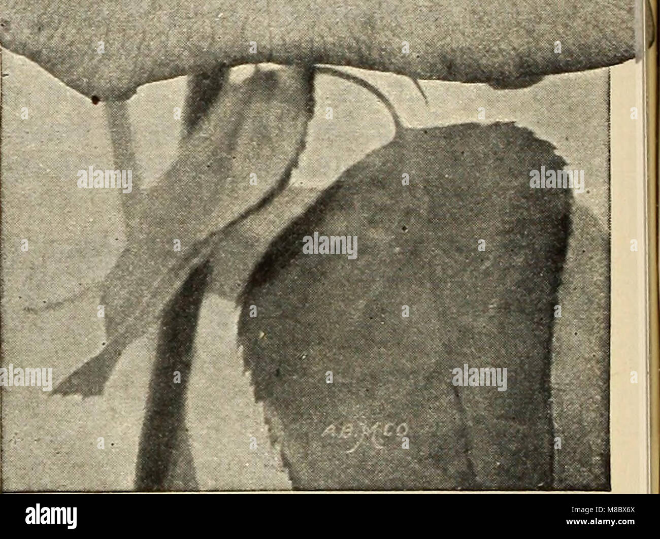 The Dingee Guide to Rose Culture (1916) is a comprehensive resource on ...