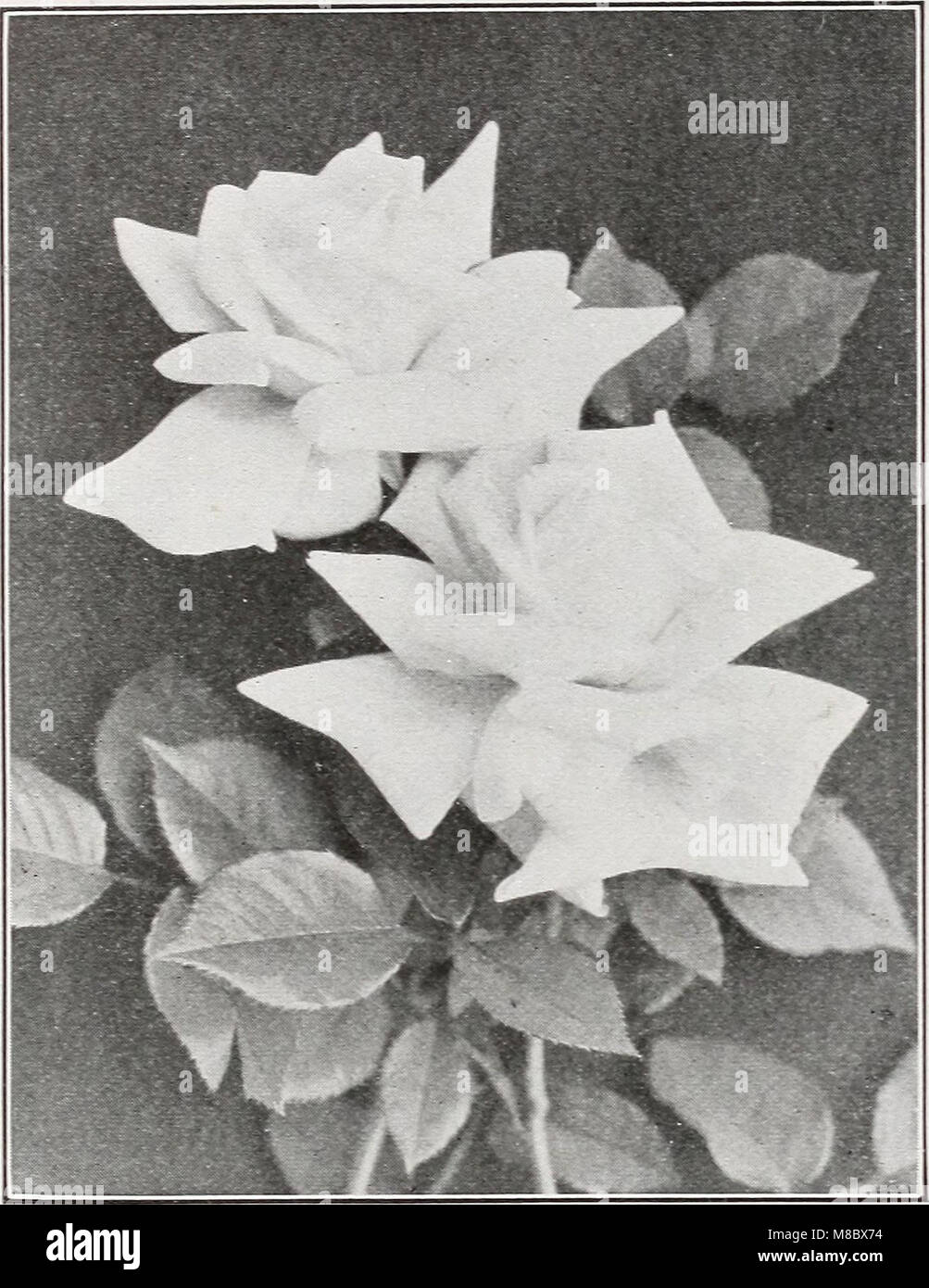 Dingee guide to rose culture (1920) (14598187058 Stock Photo - Alamy