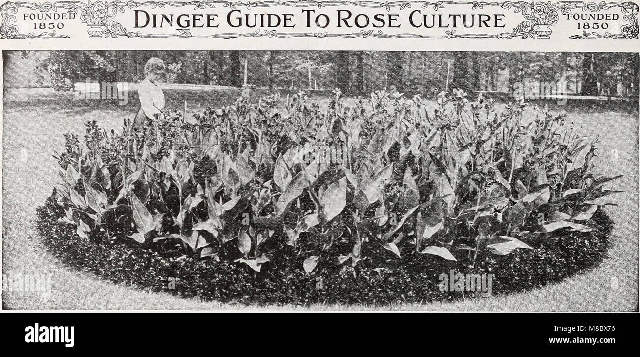 Dingee guide to rose culture (1920) (14598328977 Stock Photo - Alamy