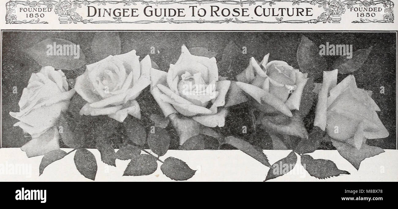 Dingee guide to rose culture (1920) (14781684141 Stock Photo - Alamy