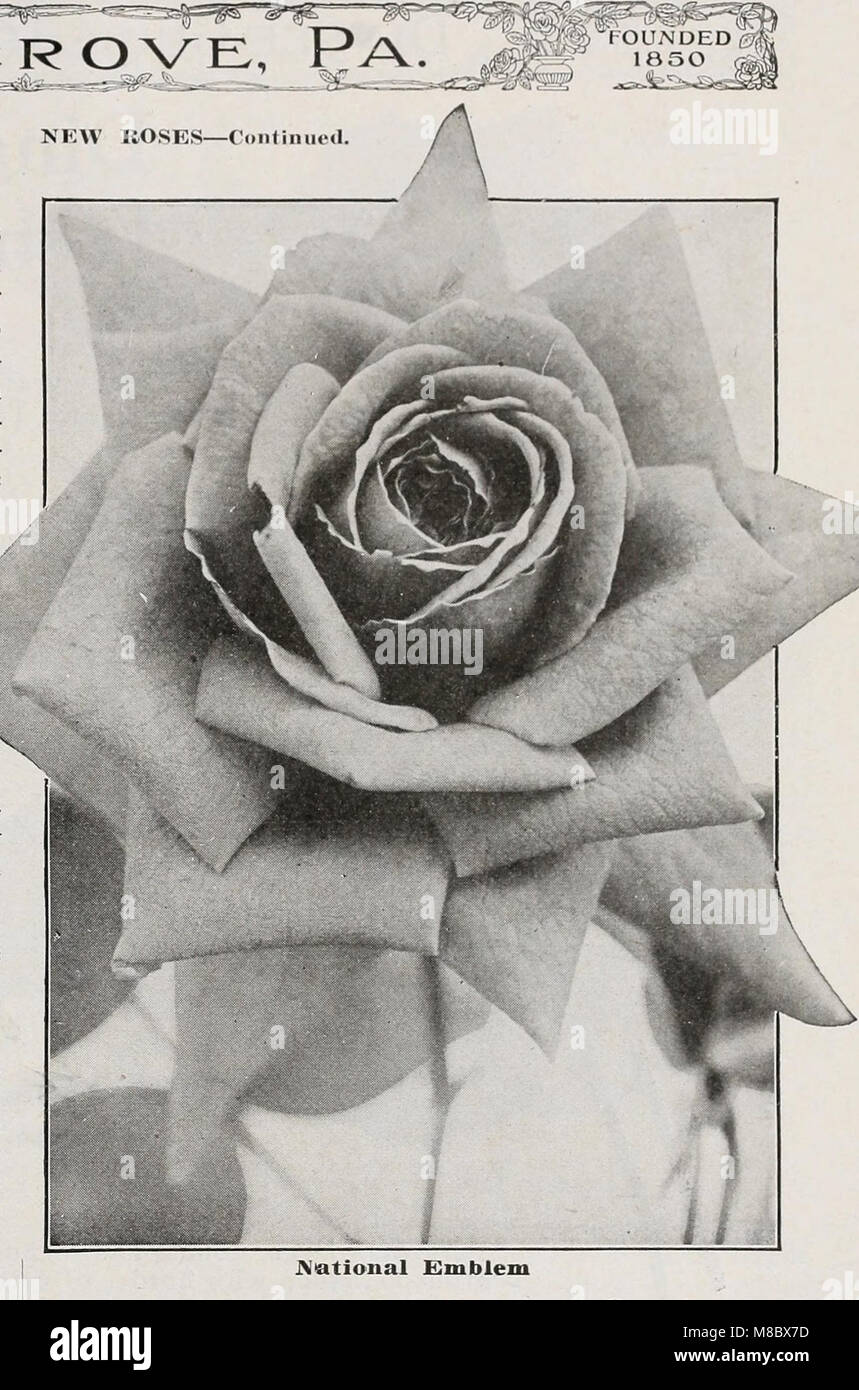 Dingee guide to rose culture (1920) (14804670973 Stock Photo - Alamy