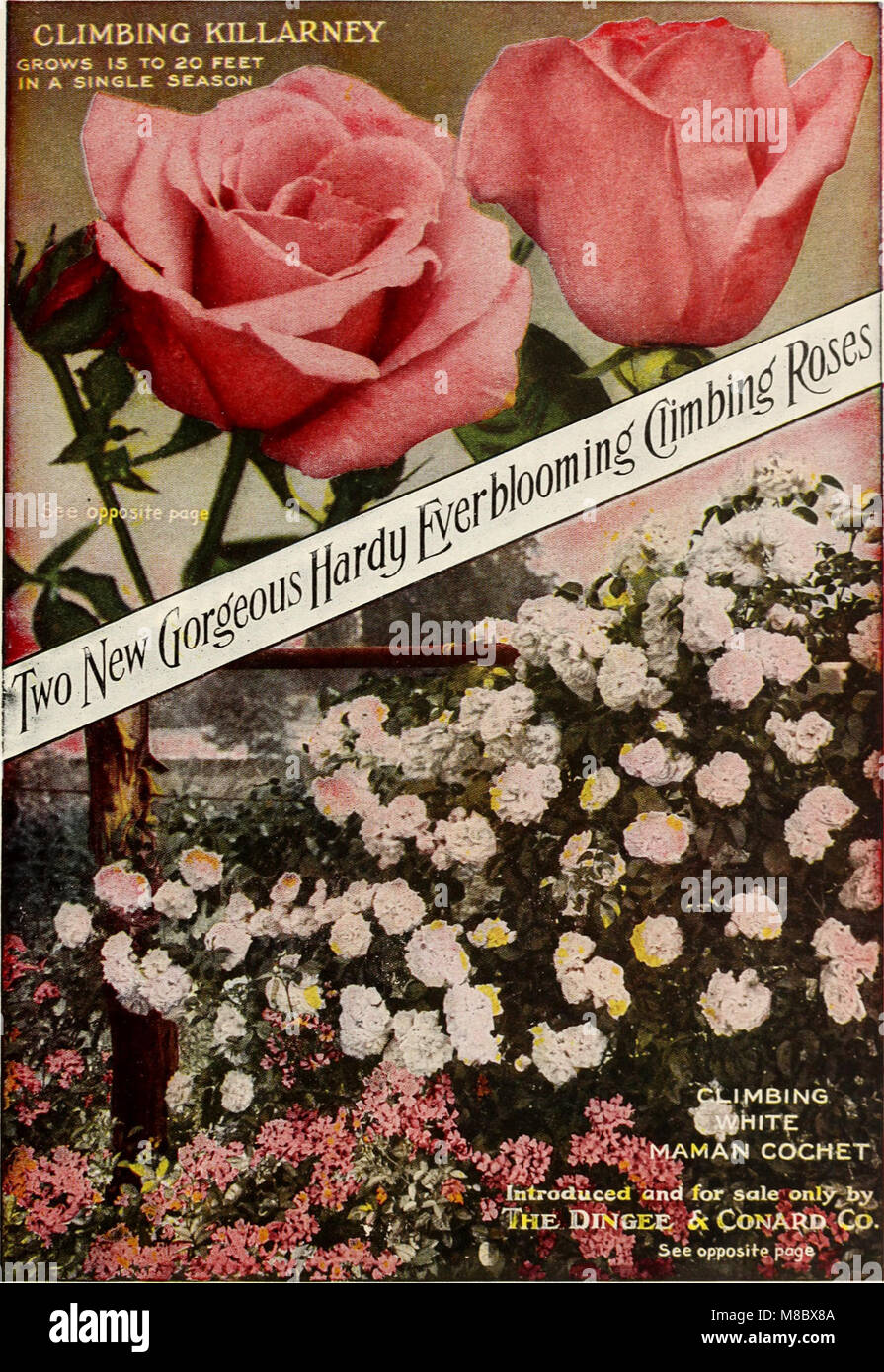 The 'Dingee Guide to Rose Culture' (1912) offers detailed advice on ...