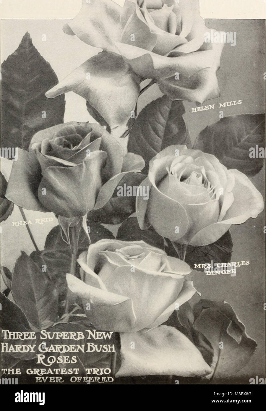This guide on rose culture, published between 1850 and 1912, offers ...