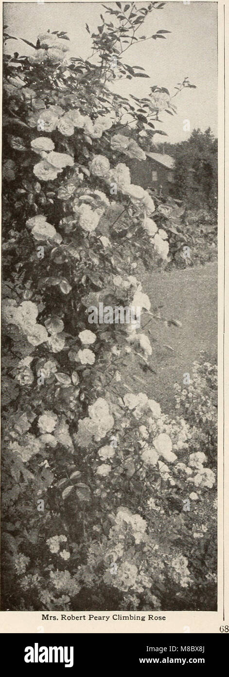 The *Dingee Guide to Rose Culture* (1912) provides expert advice on the ...