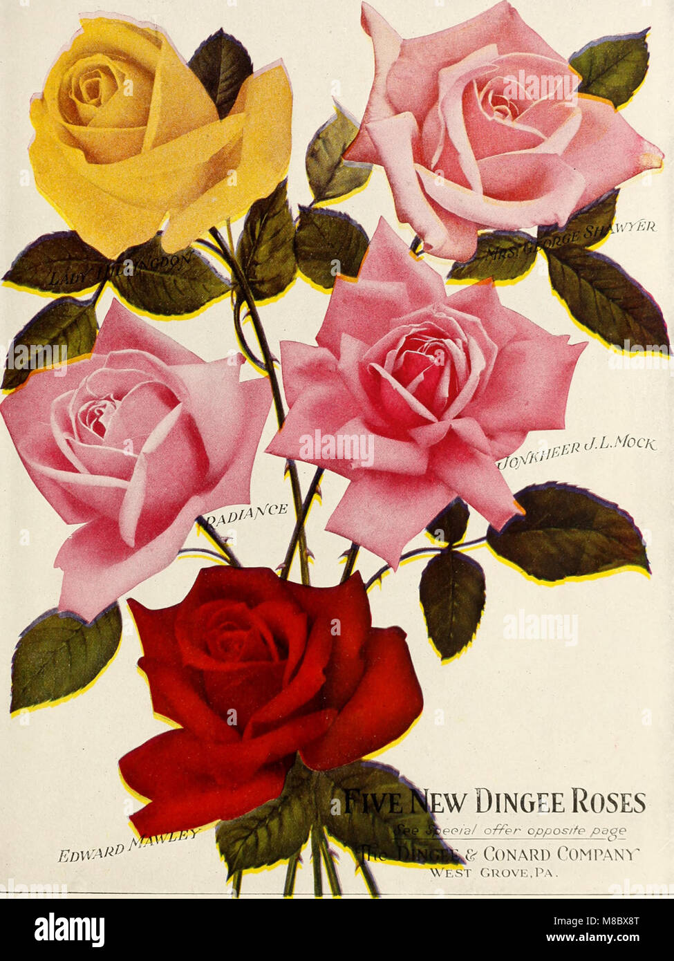 Dingee guide to rose culture - for more than 60 years an authority ...