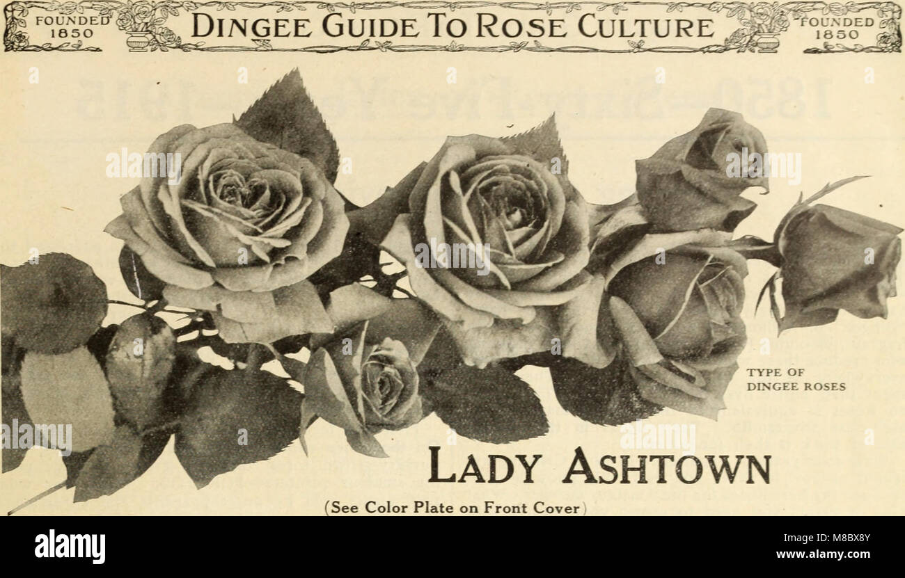 Dingee guide to rose culture - for more than 60 years an authority ...