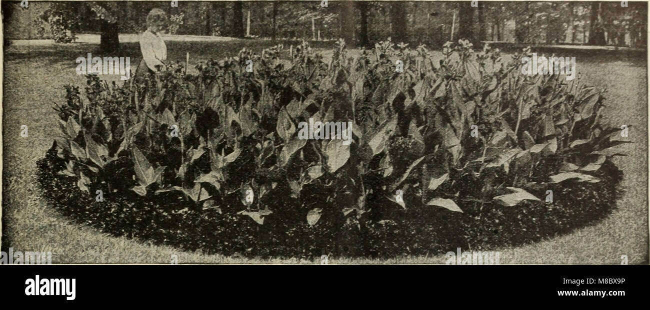 Dingee guide to rose culture - for more than 60 years an authority 1918 ...