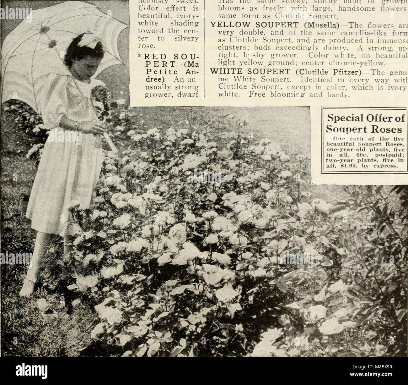 Dingee guide to rose culture - for more than 60 years an authority 1918 ...